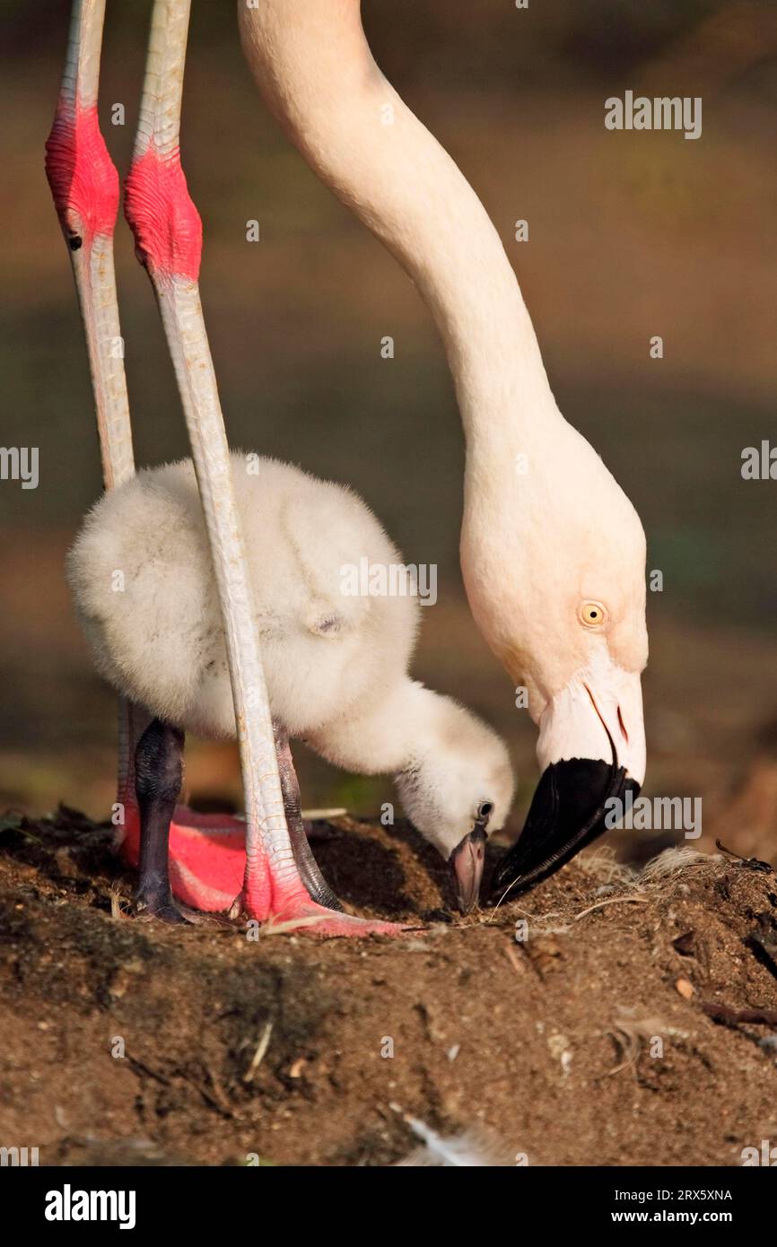 Flamingo breeding ground hi-res stock photography and images - Alamy