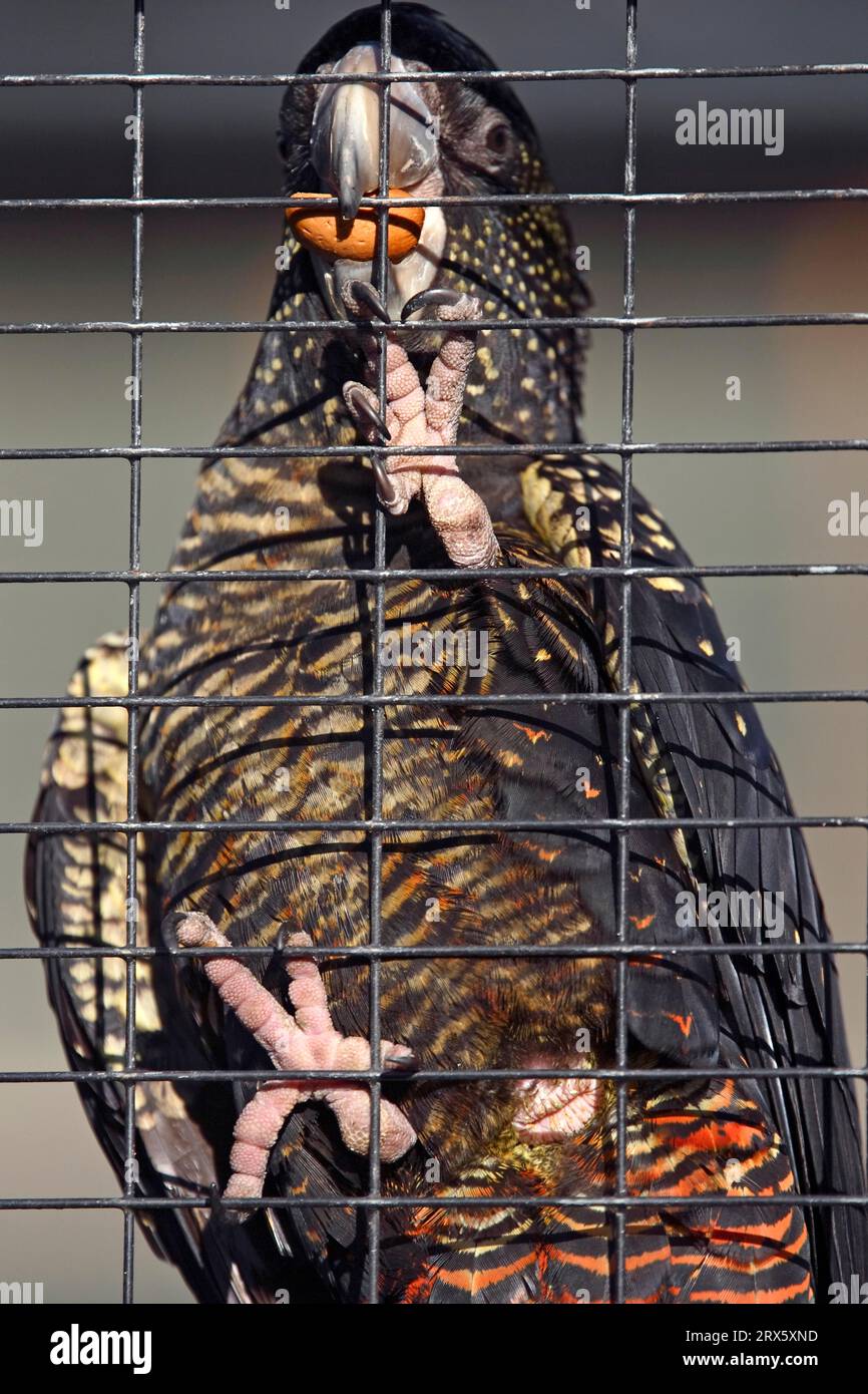 Red-tailed Black Cockatoo, Calyptorhynchos banksi, Red-tailed Black ...