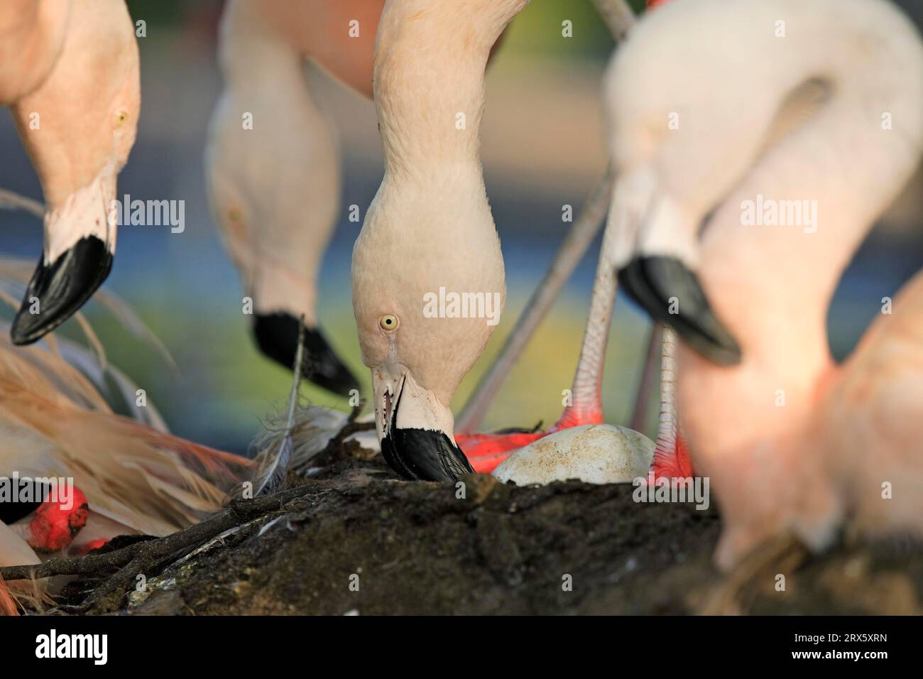 Flamingo breeding ground hi-res stock photography and images - Alamy