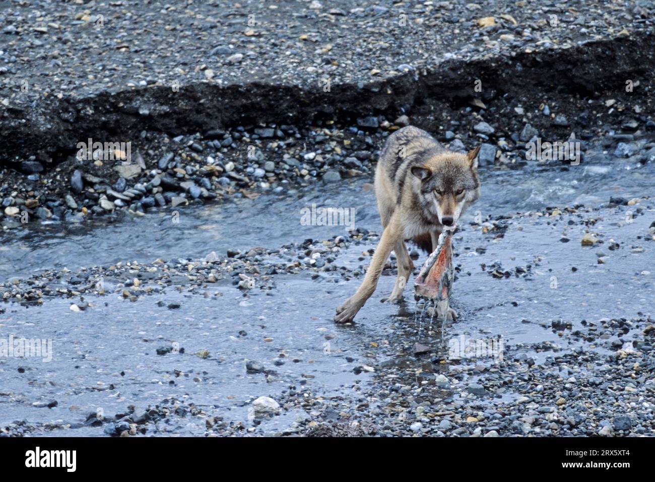 Wolf, among the most important prey in Germany are roe deer, red deer ...