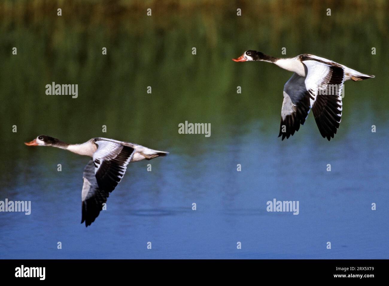 Common Shelduck, moulting flocks can be very large, for example 100 ...