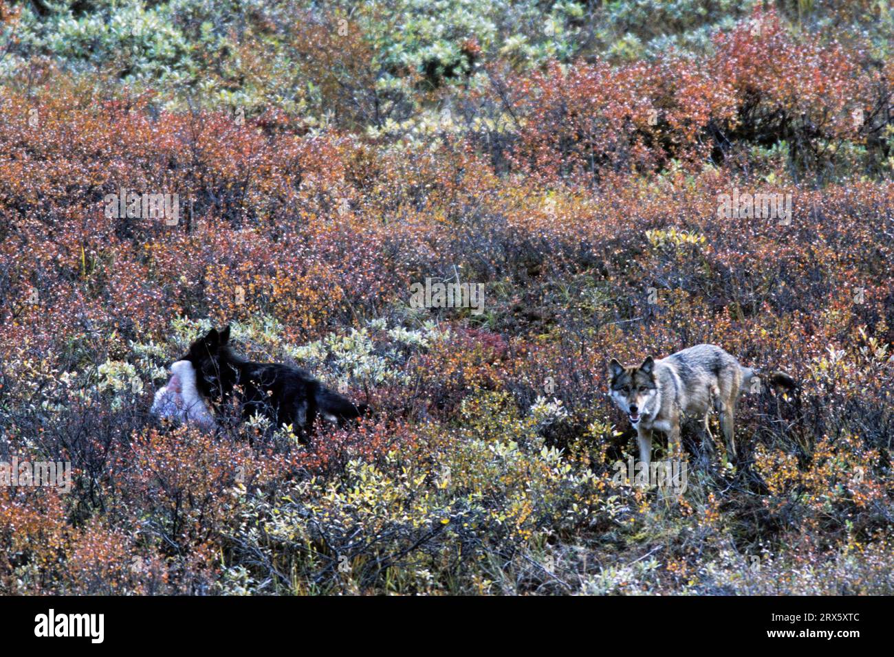 Wolf, medium-sized prey such as Roe Deer or Dall Sheep killed by biting ...