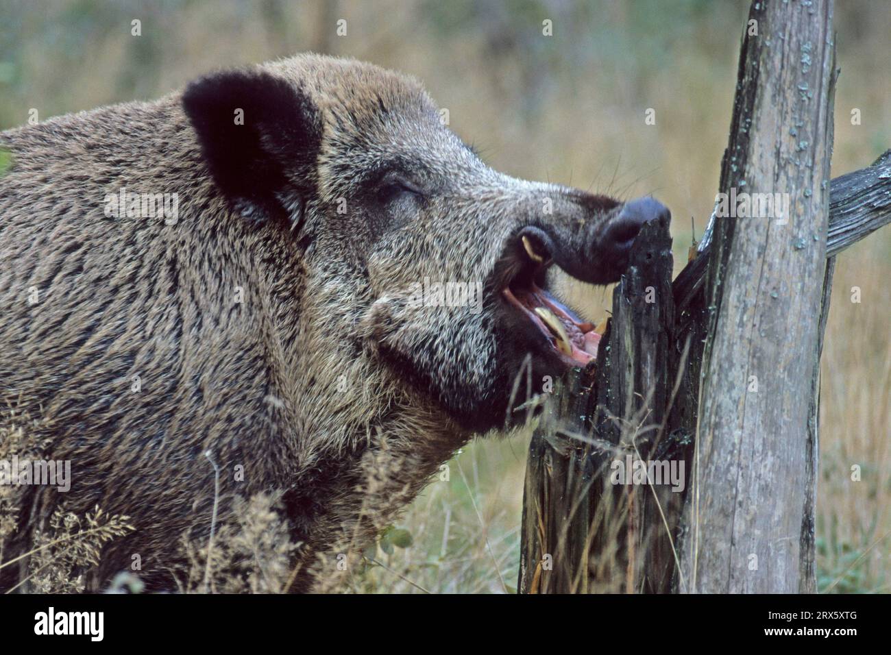 Wild boars (Sus scrofa) disappeared from Great Britain in the 17th ...