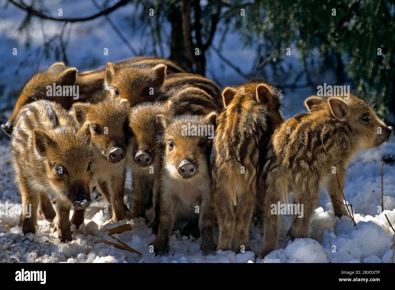 Wild Boar (Sus scrofa), animal matter includes small mammals, bird eggs ...