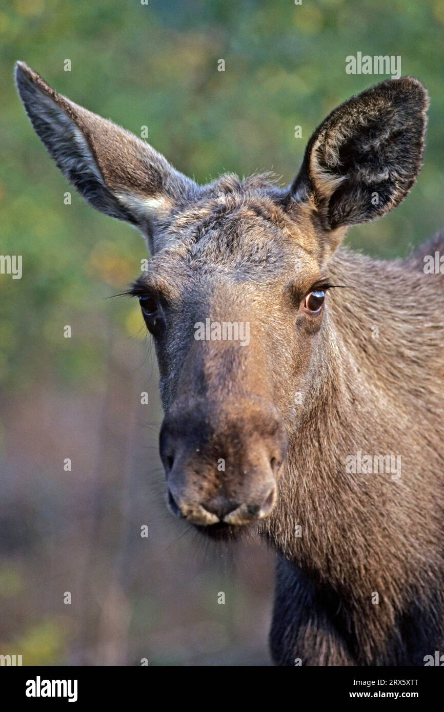 Elk with young are very dangerous and can also attack humans ...
