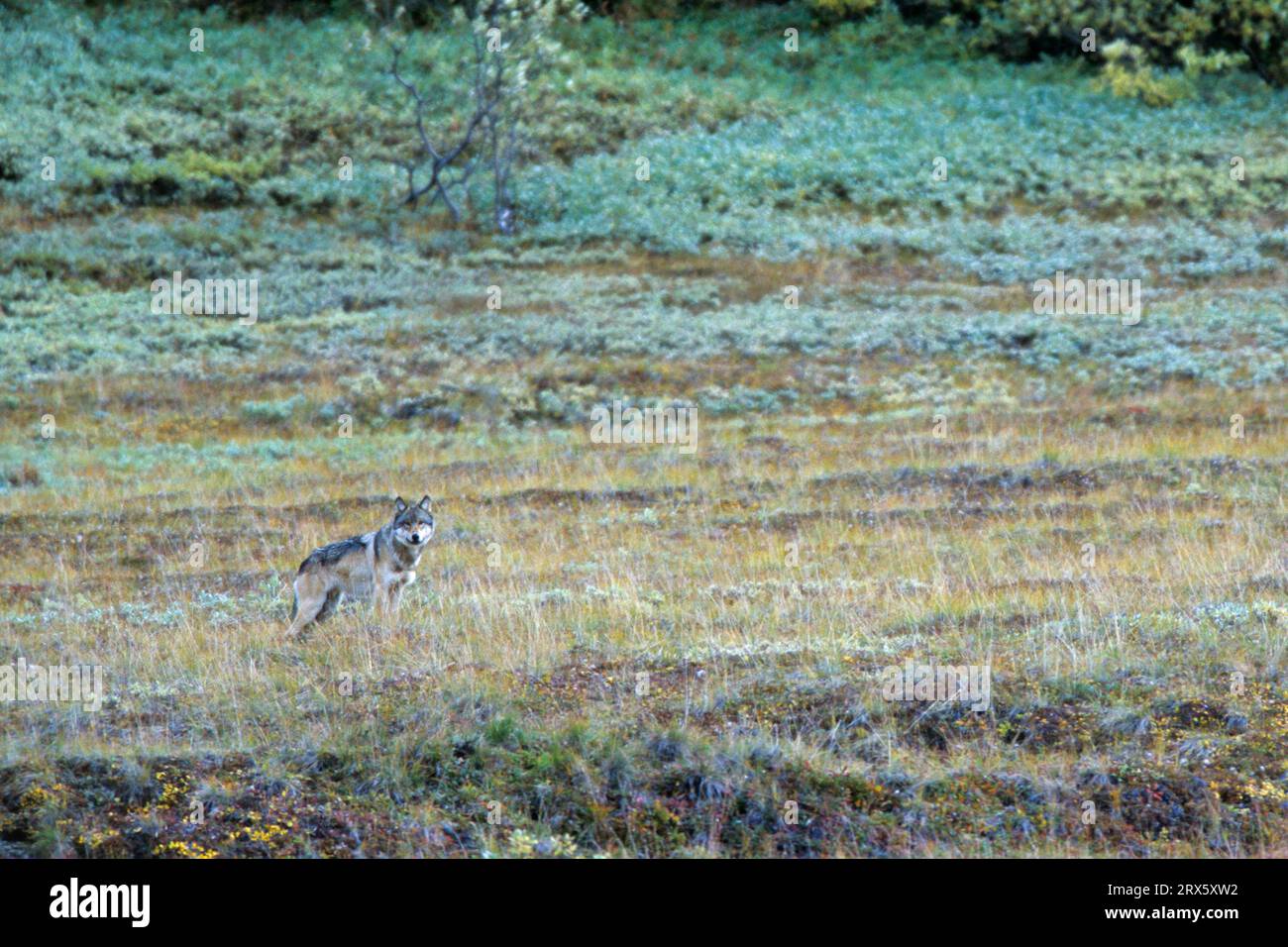 Wolf, scent marking involves urination and defecation (Mackenzie Wolf ...
