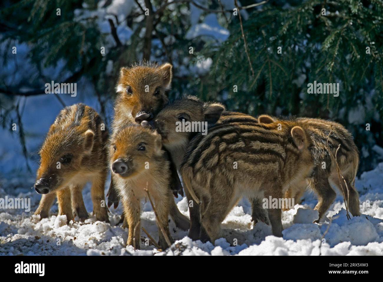Wild Boar (Sus scrofa), animal matter includes small mammals, bird eggs ...