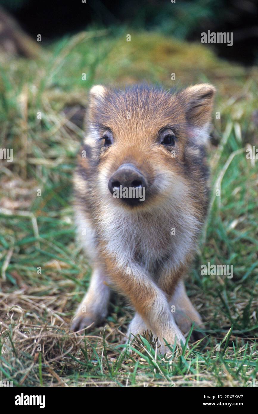 Animal birth hi-res stock photography and images - Alamy