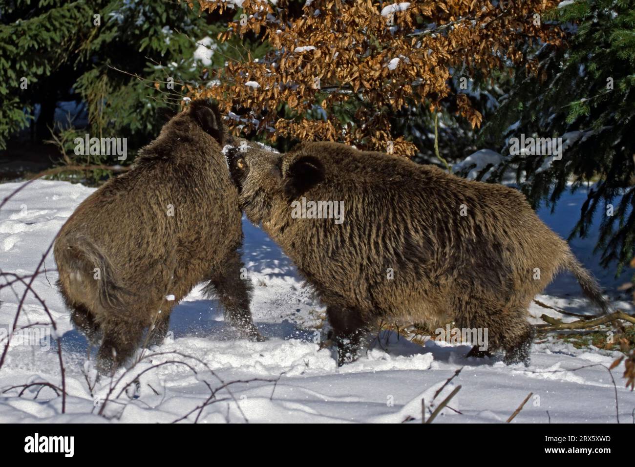 Wild boars (Sus scrofa) can reach an age of 20 years in the wild, but ...