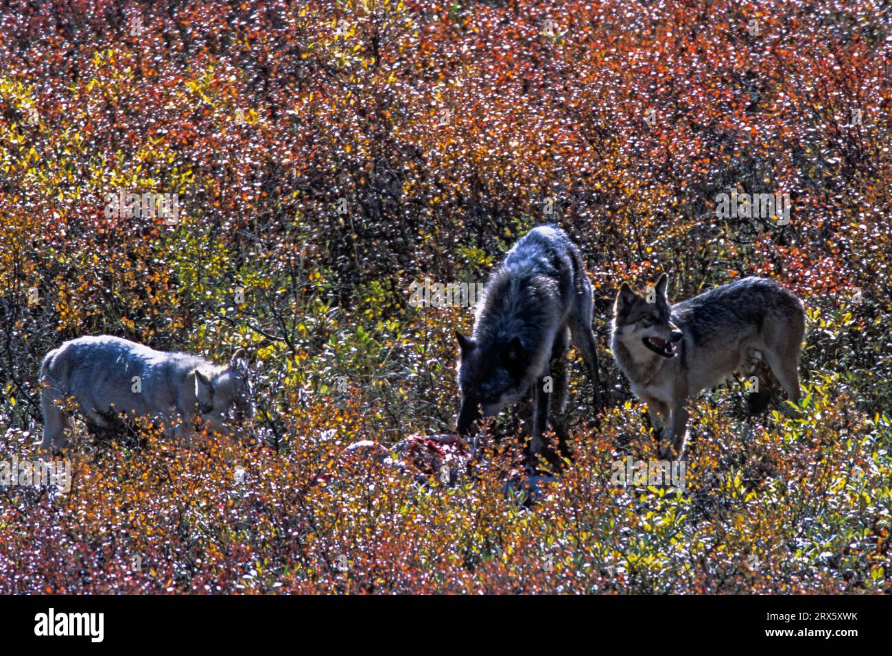 Wolf, a single animal can eat 15, 19 percent of its weight in a single ...