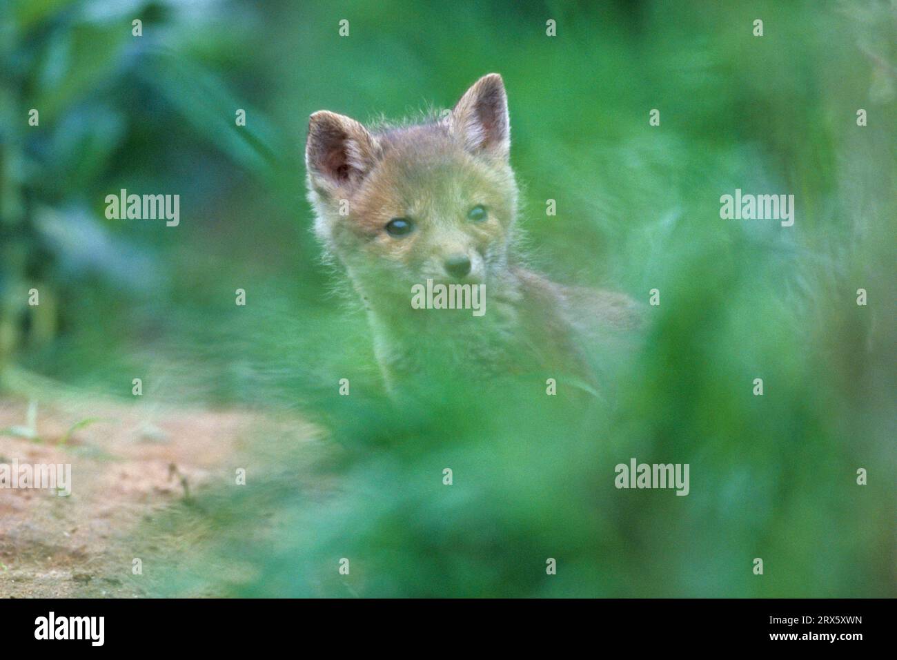 Red fox (Vulpes vulpes), at the age of 6, 7 months the young foxes look ...