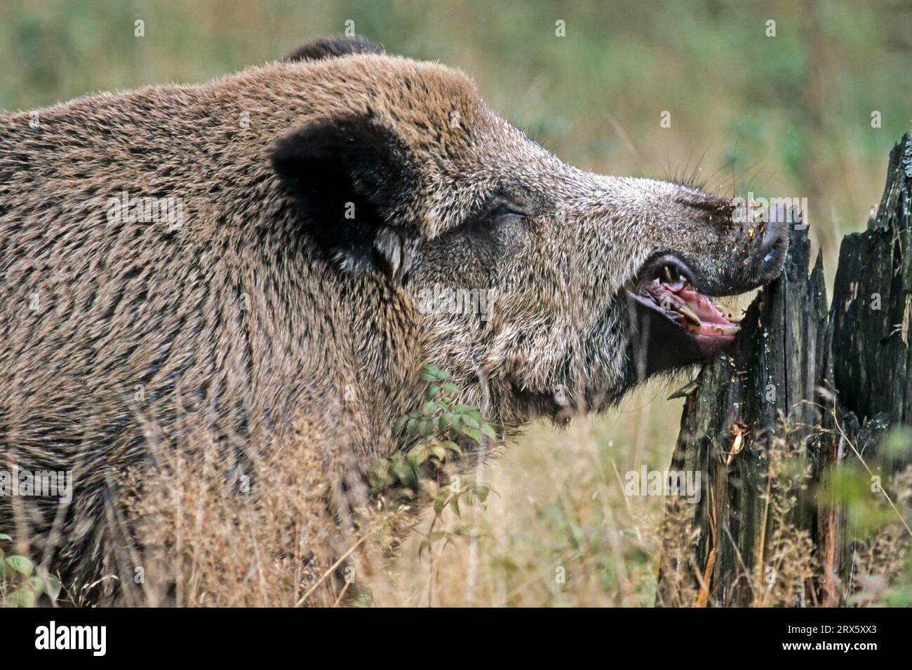 Wild boars (Sus scrofa) disappeared from Great Britain in the 17th ...