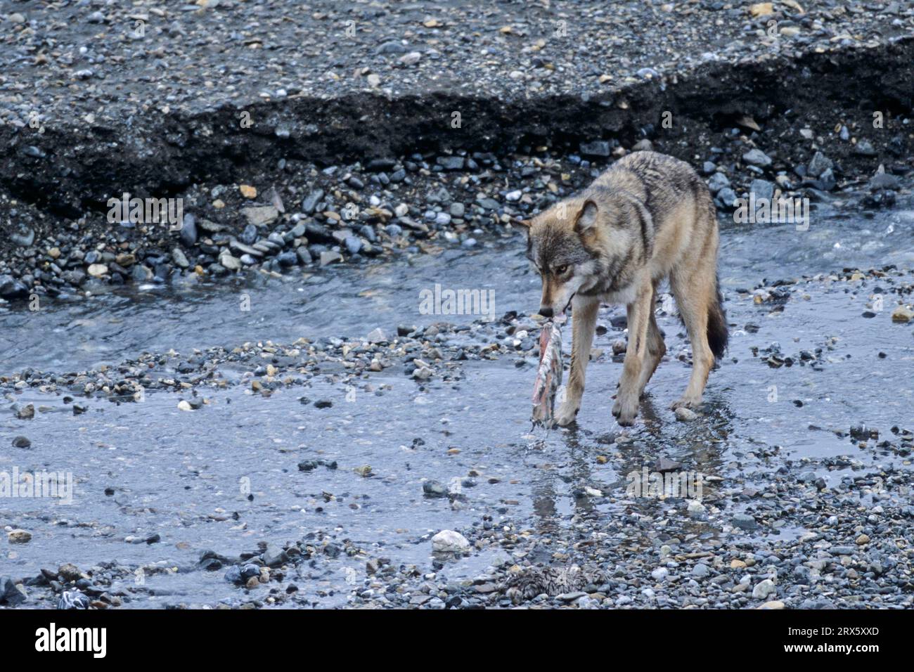 Wolf, among the most important prey in Germany are roe deer, red deer ...