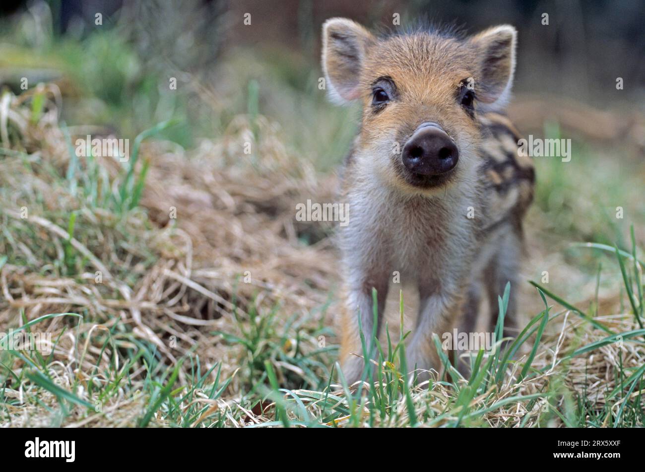 Animal birth hi-res stock photography and images - Alamy