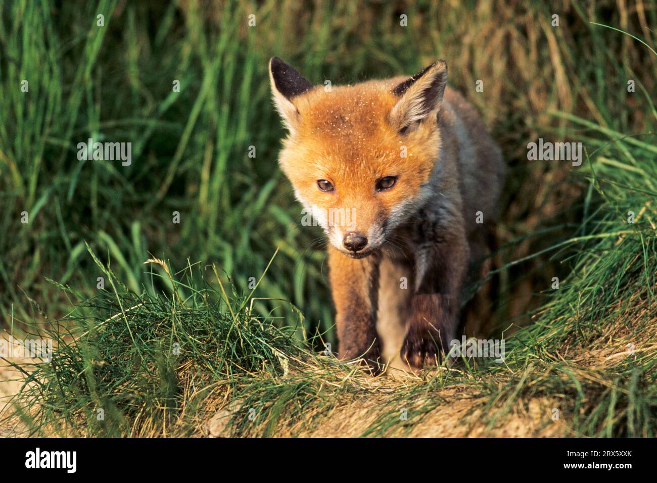 Toothless animal hi-res stock photography and images - Alamy