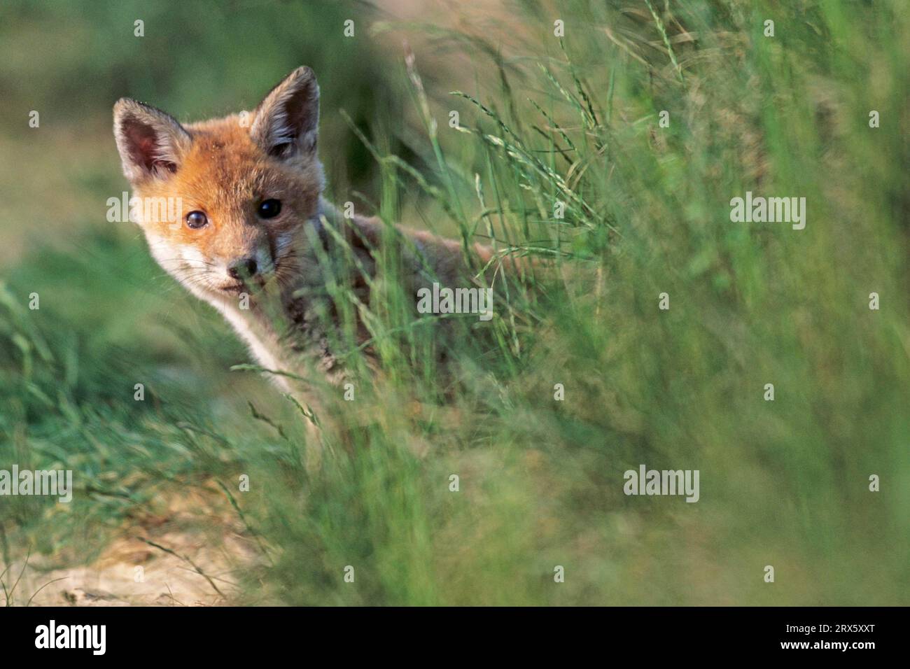Red fox (Vulpes vulpes), in the wild, foxes rarely survive past 5 years ...