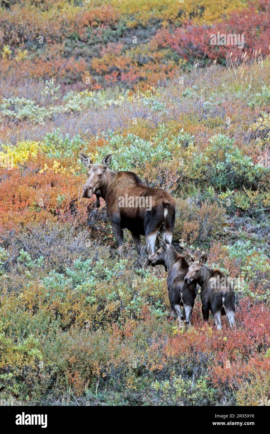 Food source plant hi-res stock photography and images - Alamy