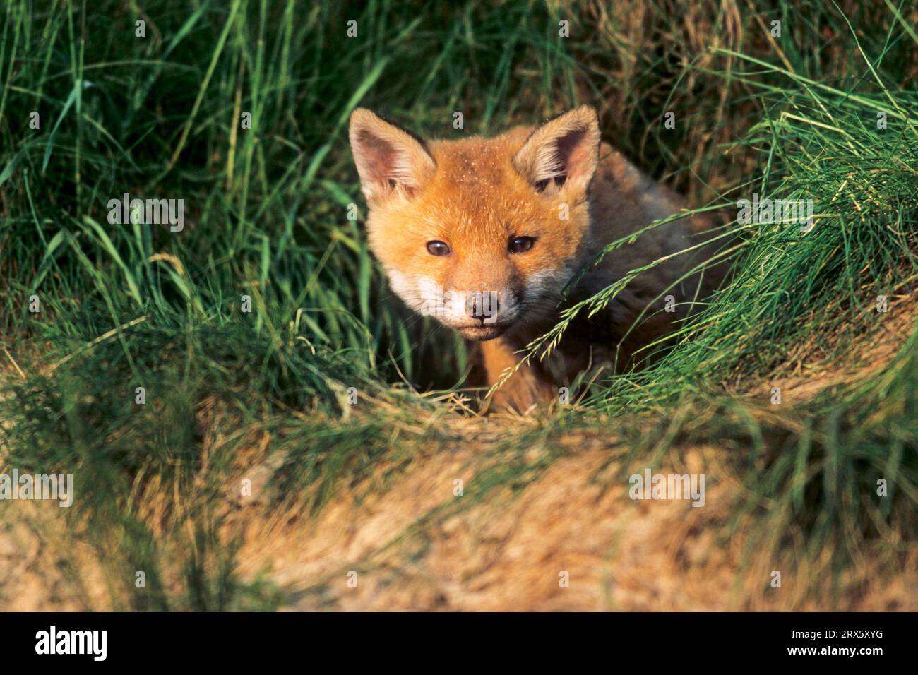 Red Fox (Vulpes vulpes), at the age of 3, 4 weeks the fox cubs leave ...