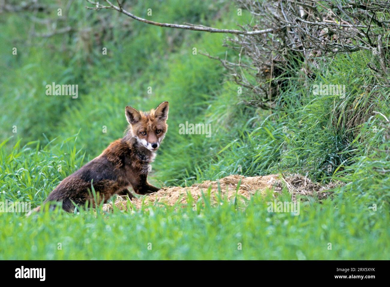 Carriers of rabies hi-res stock photography and images - Alamy