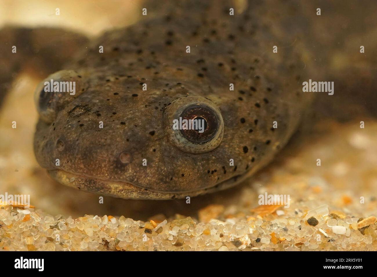 Detailed facial closeup on an Iberian ribbed newt, Pleurodeles watlt ...