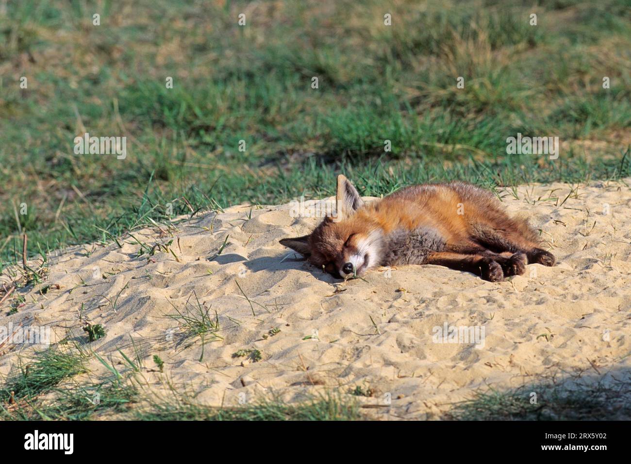 Red fox (Vulpes vulpes), in captivity some animals live for up to 15 years (Photo Red Fox kit ...