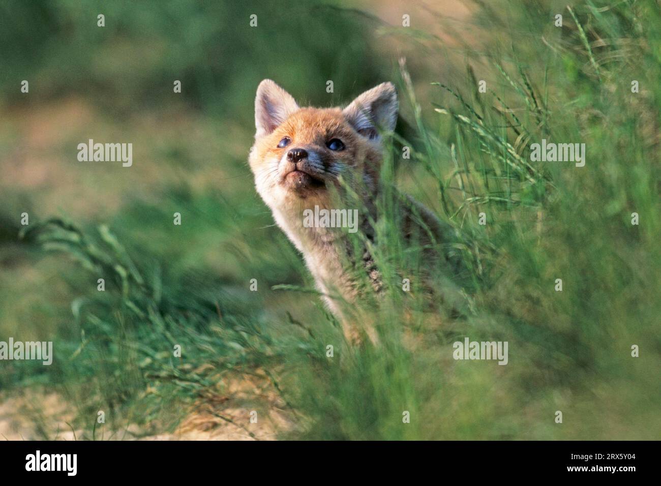 Red Fox, animals living in urban areas are mostly dawn and nocturnal (Fox) (Photo Young fox ...
