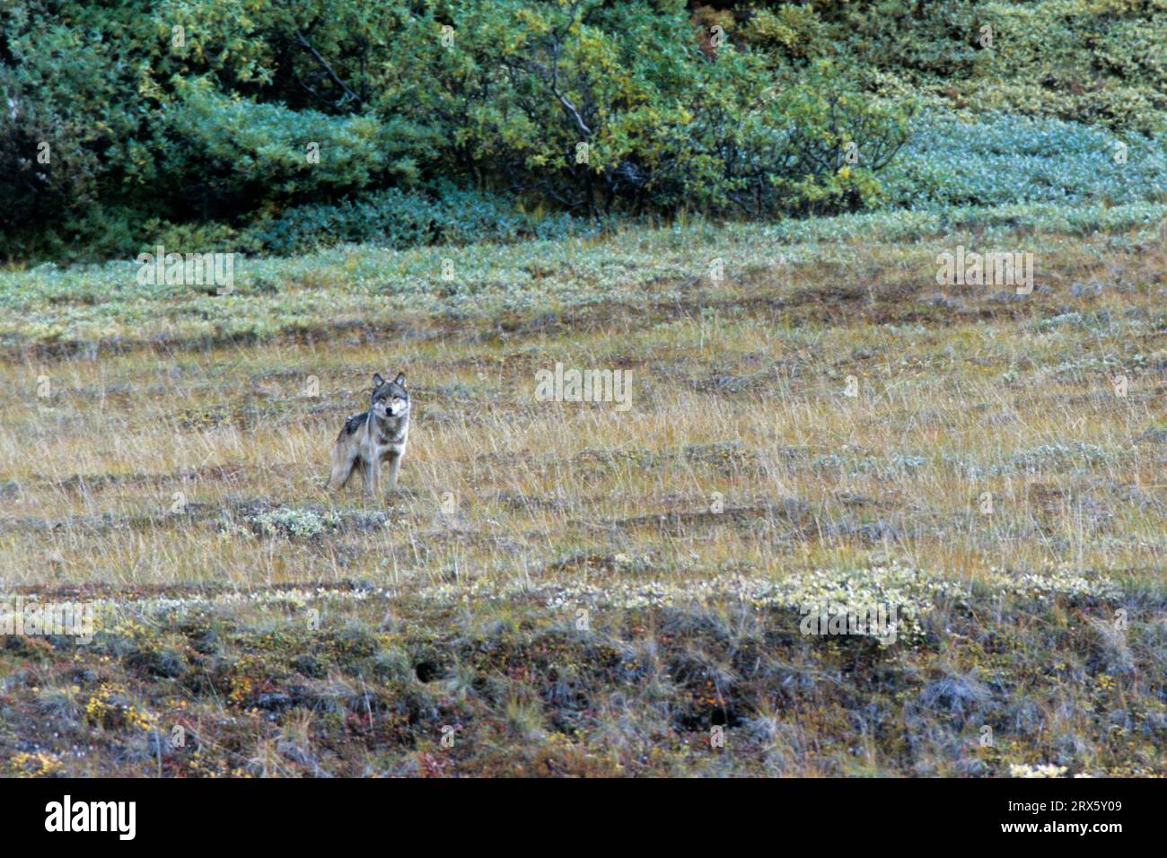 Wolf, the pack defends its territory against other wolves through a ...