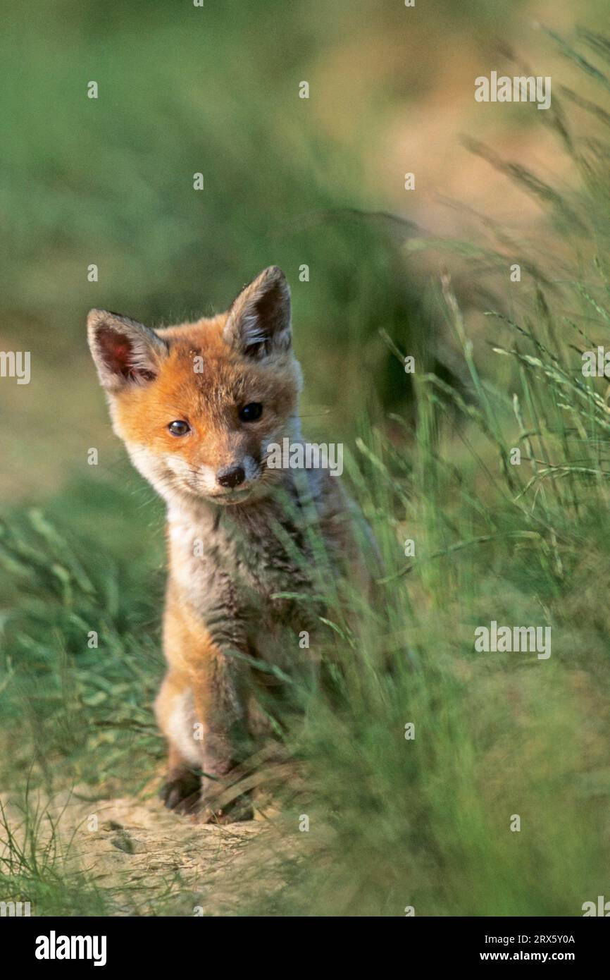 Red Fox (Vulpes vulpes), during the first 2 to 3 weeks after birth, the ...
