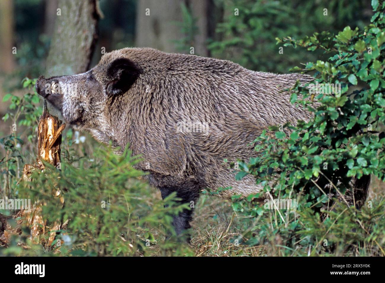 Wild Boar (Sus scrofa), the Wolf is the main predator in Europe ...