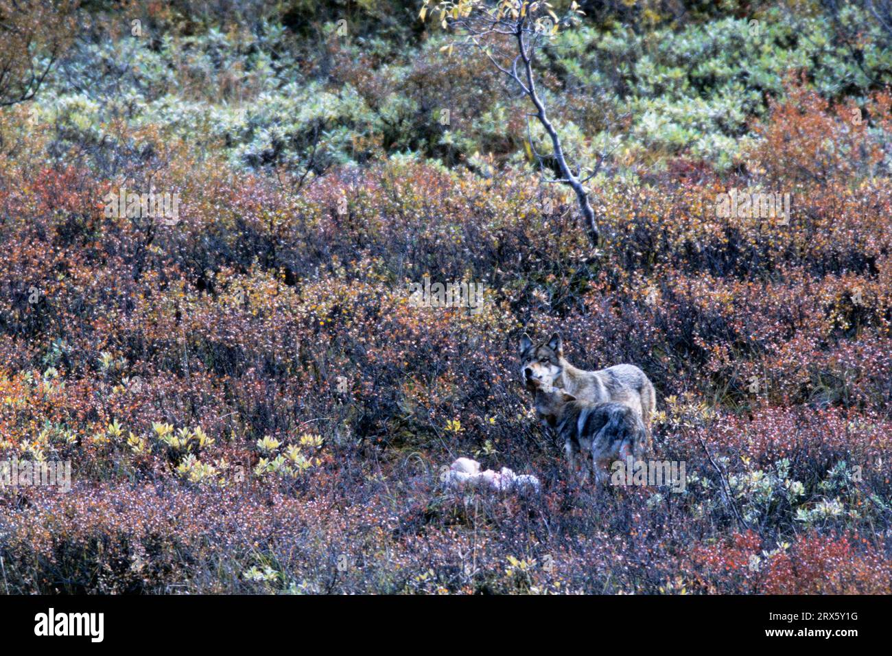 Wolf, medium-sized prey such as Roe Deer or Dall Sheep killed by biting ...