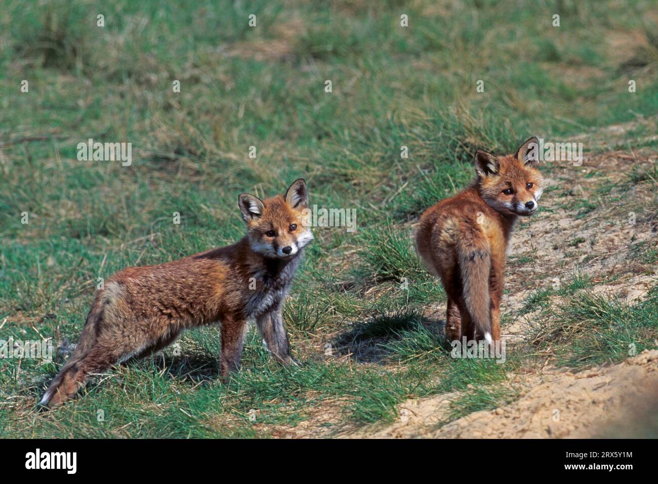 Red Fox (Vulpes vulpes), the cubs open their eyes after 13, 15 days ...