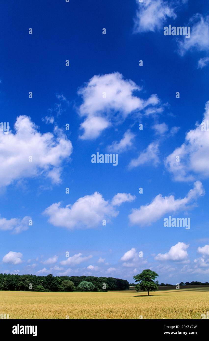 Wheat field and clouds in summer, Tasinge, Denmark Stock Photo - Alamy