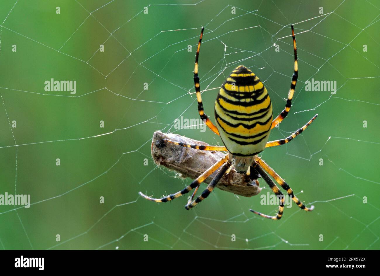Wasp Spider (Argiope bruennichi), striking yellow and black markings on ...