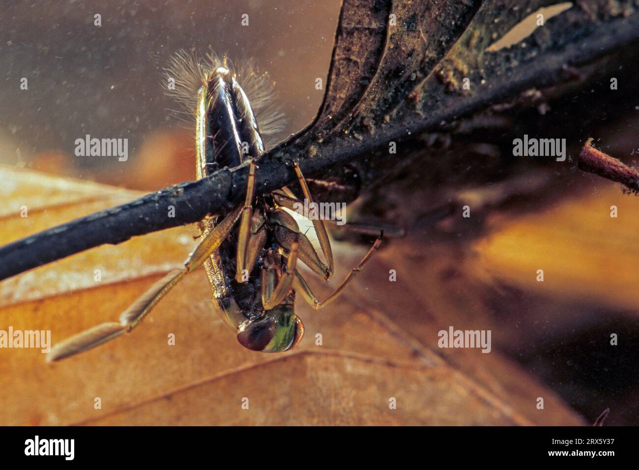 Backswimmer (Notonecta) belong to the water bugs (Water bee) (Photo ...