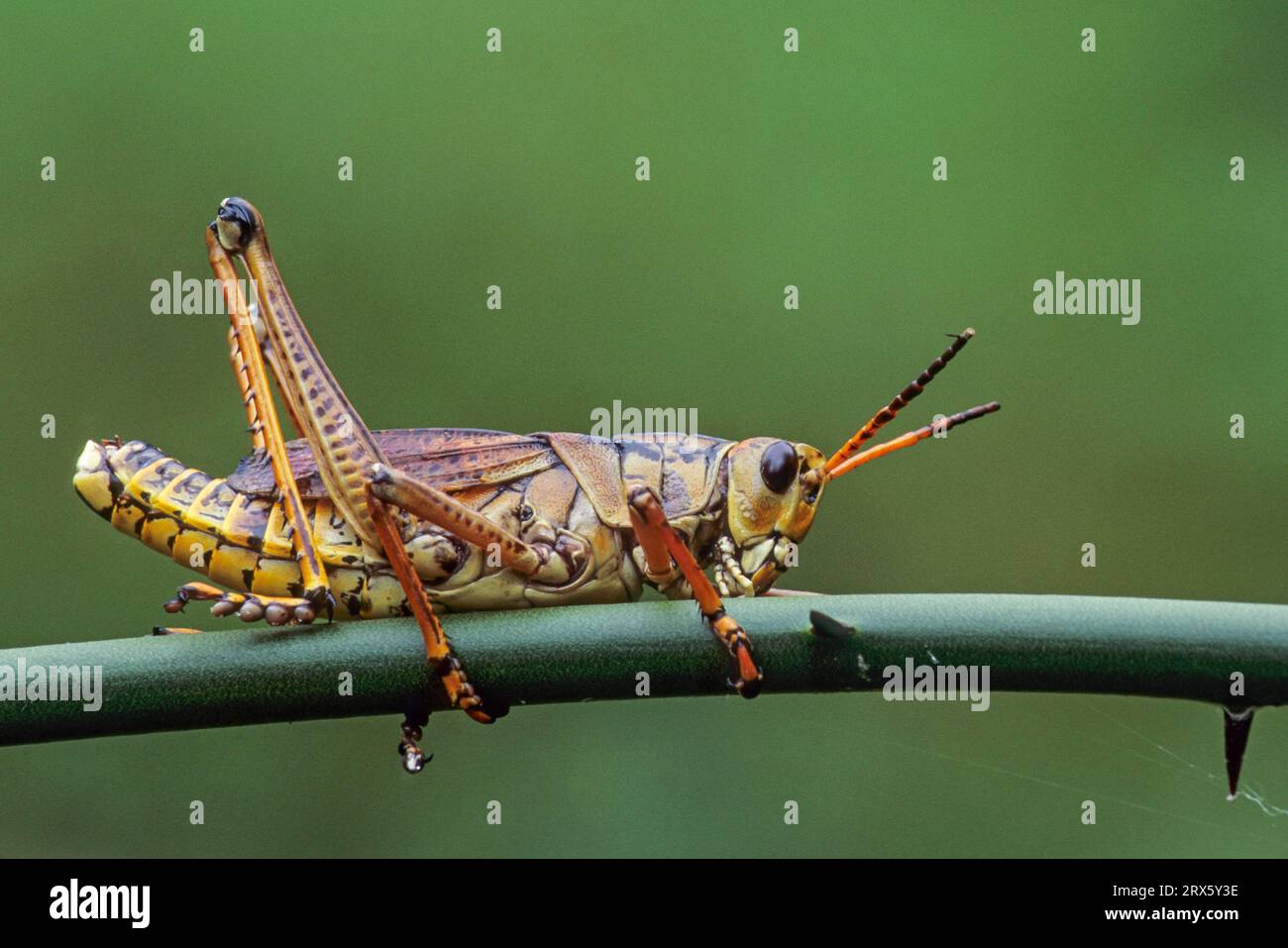 Romalea microptera belongs to the family of short-feathered ...