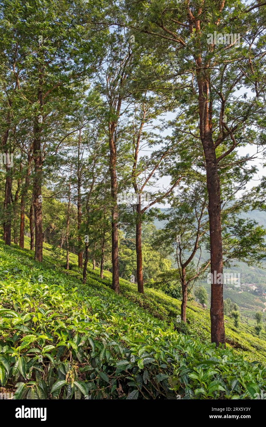 Tea plantation with trees, Munnar, Kerala, India Stock Photo - Alamy