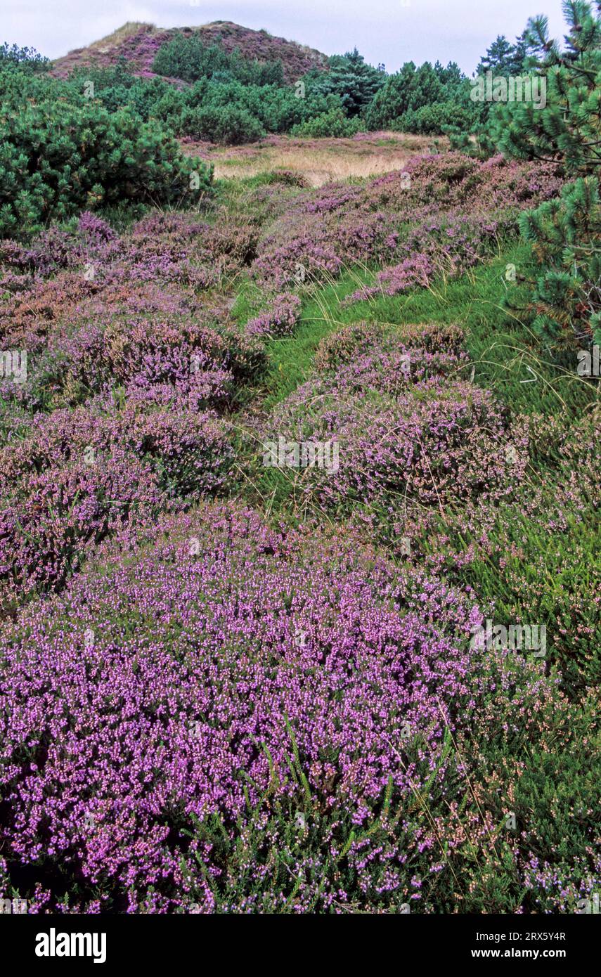 Dunescape with Common Heather at the North Sea coast, Syddanmark ...