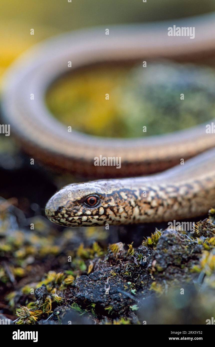 Common lizard ireland hi-res stock photography and images - Alamy
