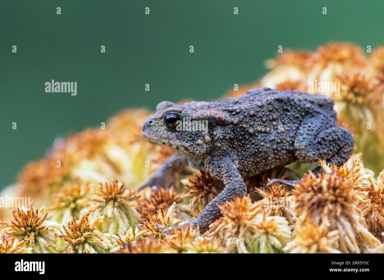 Common Toad (Bufo bufo) is one of the most common amphibian species in ...