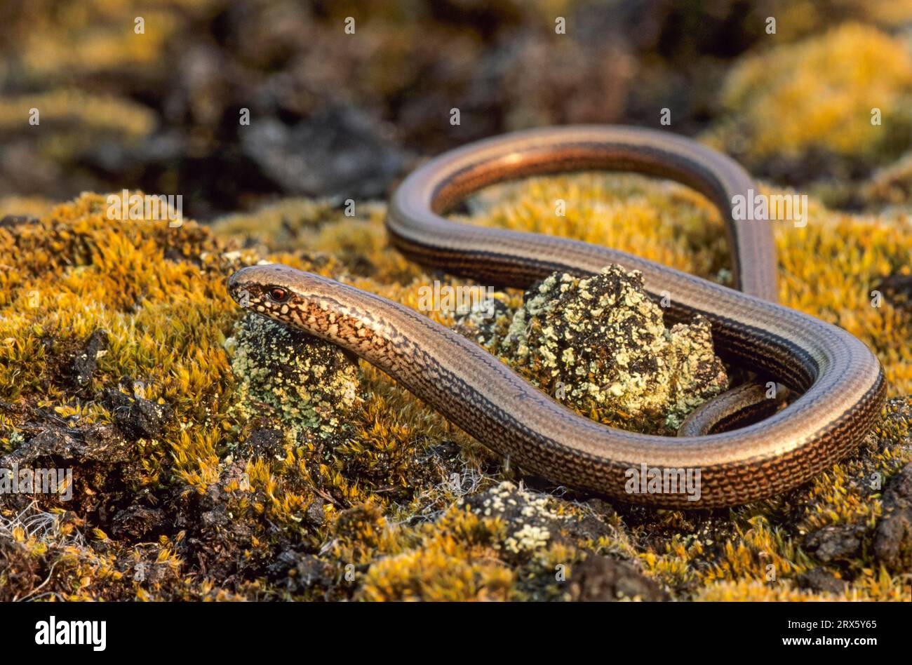 Slow Worm (Anguis fragilis) when a tail section is lost it does not grow back, Slow Worm have ...