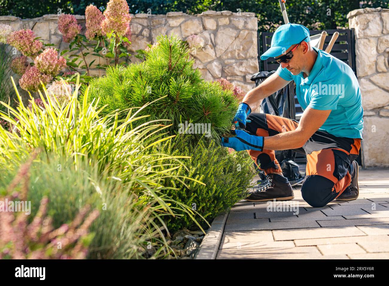 Caucasian Garden Worker Trimming Small Coniferous Tree Using Bypass ...