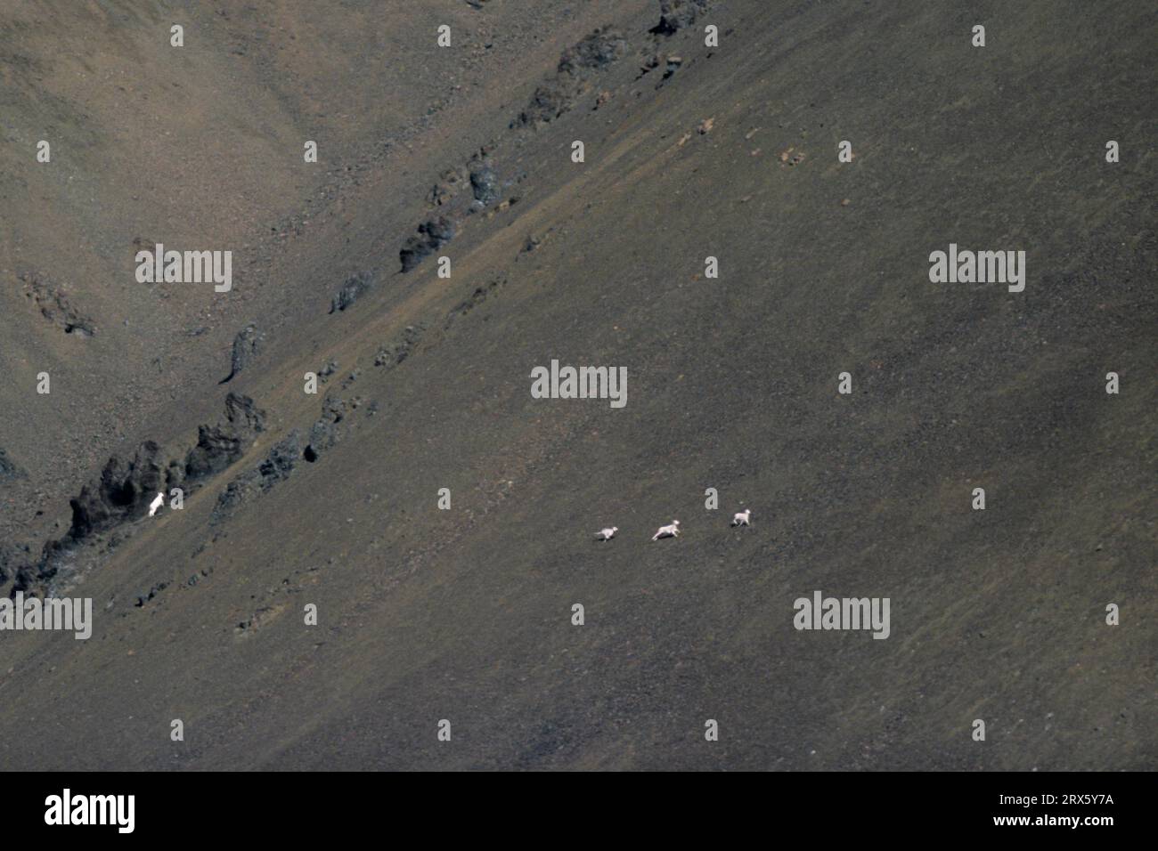 Gray wolf (Canis lupus) chasing Dall Sheep (Ovis dalli) at a mountain ...