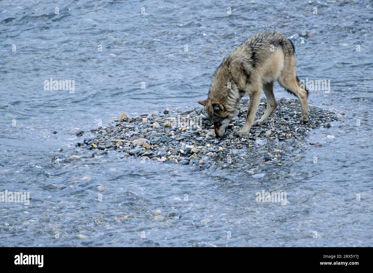 Gray wolf (Canis lupus) observing a Grizzly Bear at a Caribou kill ...