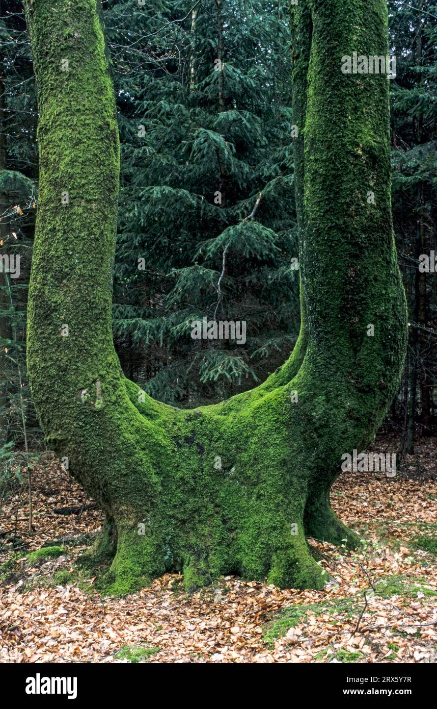 Moss-covered trunk of a common beech (Fagus sylvatica), Common Beech ...