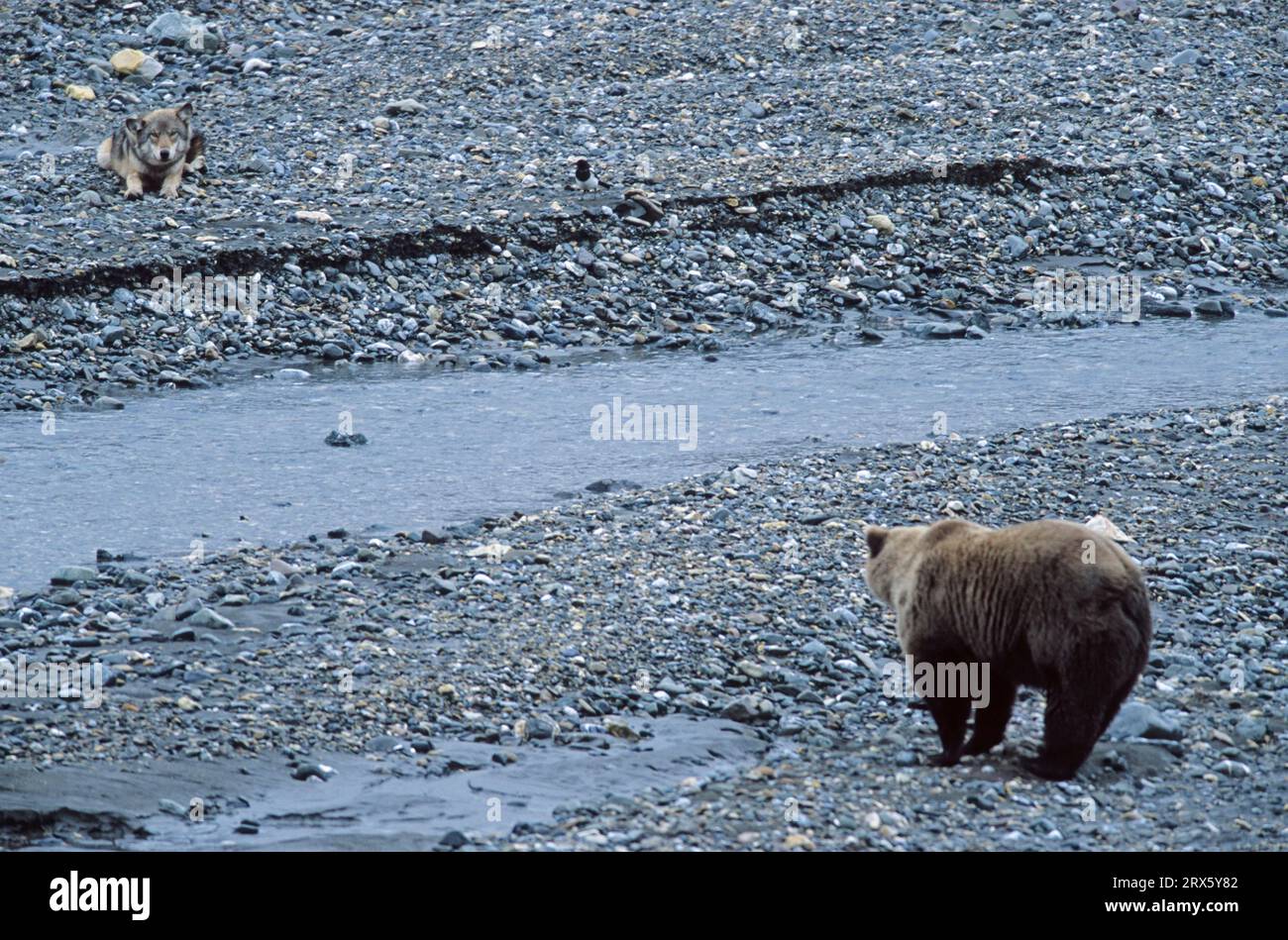 Grey gray wolf (Canis lupus) Grizzly Bear meeting each other close to a ...