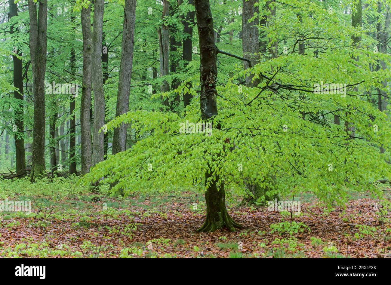 Beech- oak mixed forest in springtime (Fagus sylvatica) (Quercus robur ...