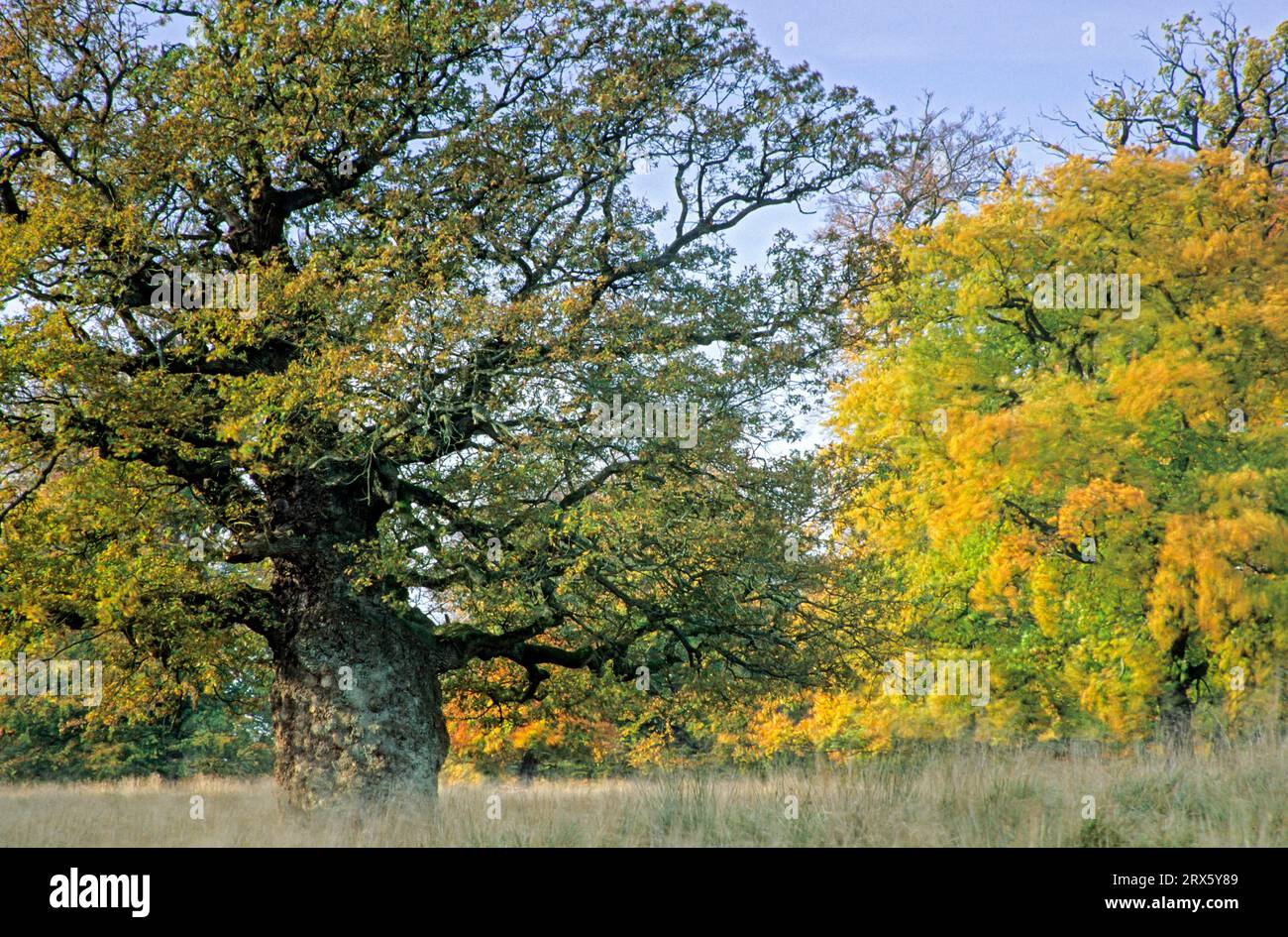 Pedunculate Oak (Quercus robur) is a tree with a spreading crown of ...