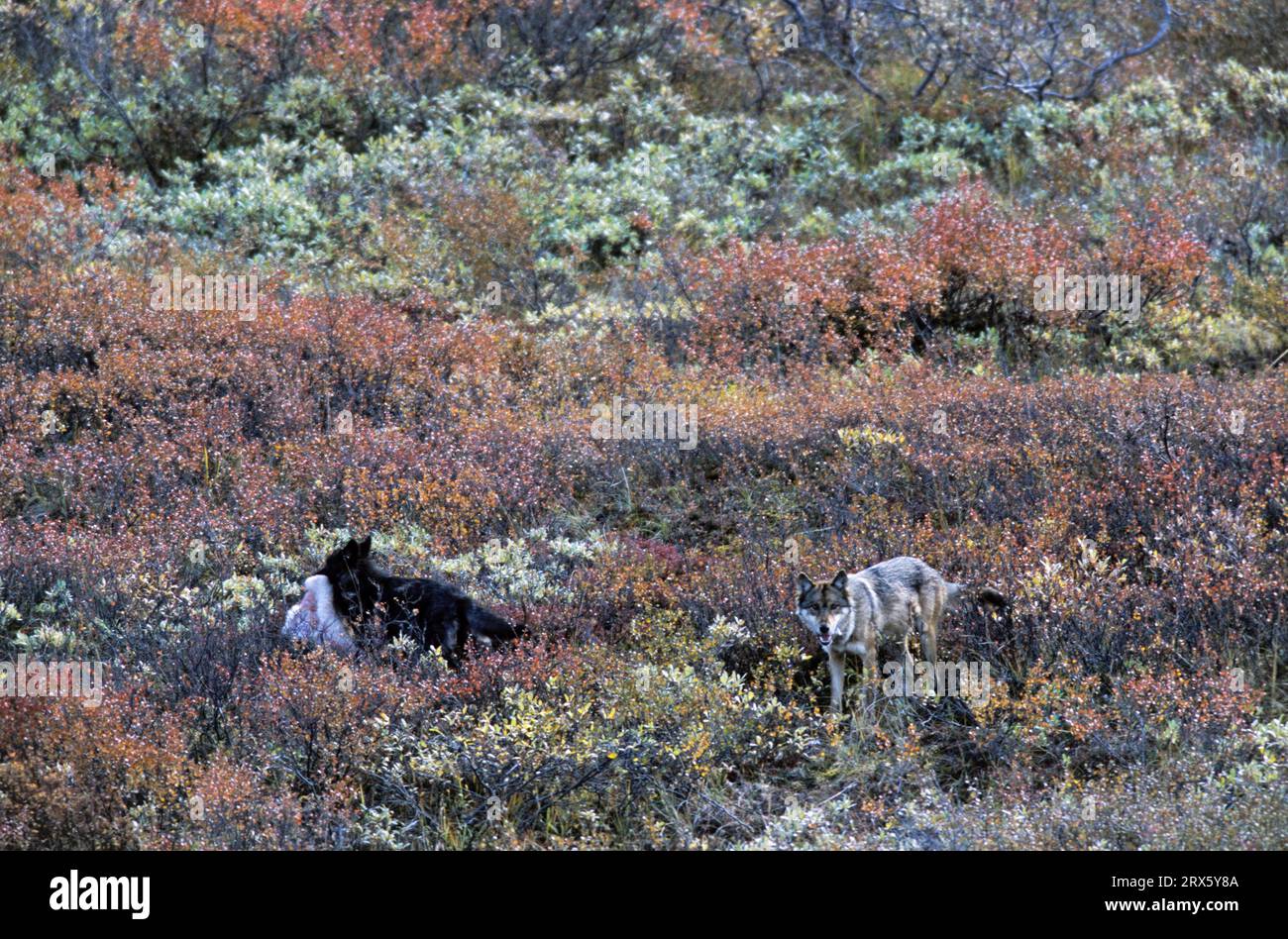 Black gray wolf (Canis lupus Stock Photo - Alamy