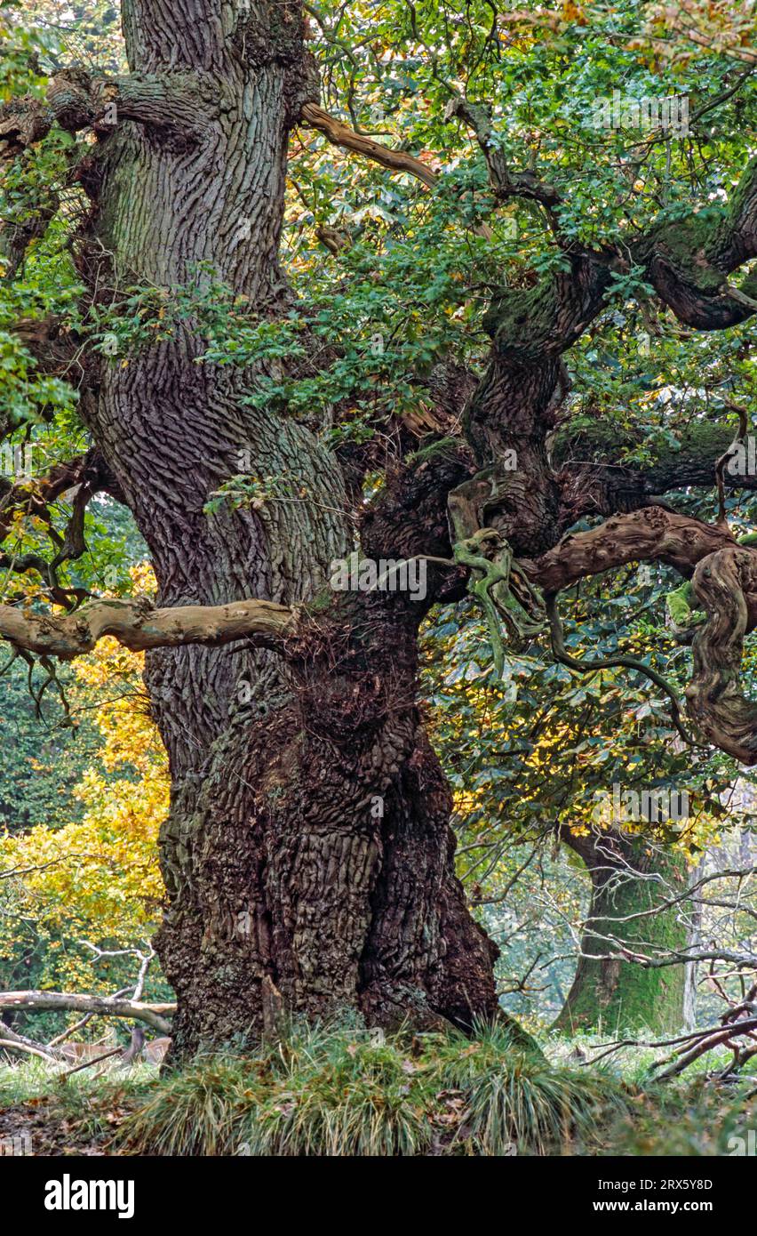 English Oak a tree named Bowthorpe Oak in Lincolnshire England is ...