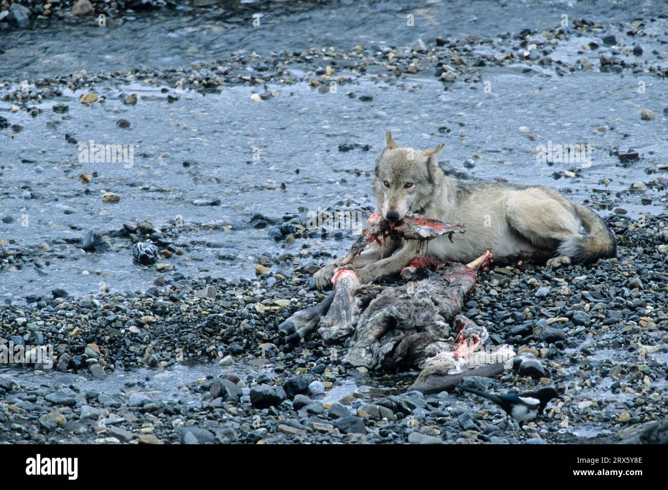 Gray wolf feeding hi-res stock photography and images - Alamy